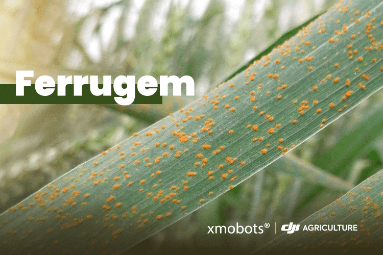 Benefícios dos Drones Agrícolas no Controle de Míldio, Oídio e Ferrugem ...